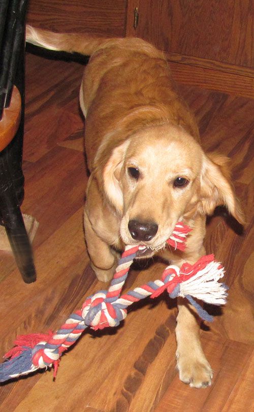 Color | Dakota Sport Retrievers