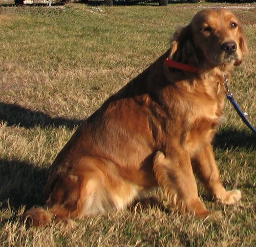 Available | Dakota Sport Retrievers