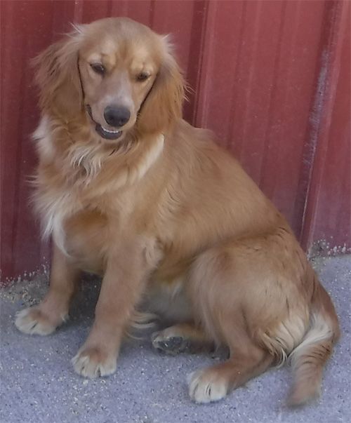 Ready To Go Now | Dakota Sport Retrievers
