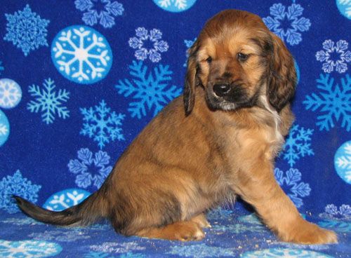 Color | Dakota Sport Retrievers