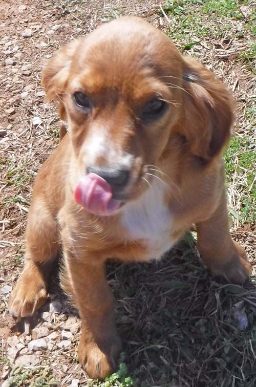 Available Adults | Dakota Sport Retrievers