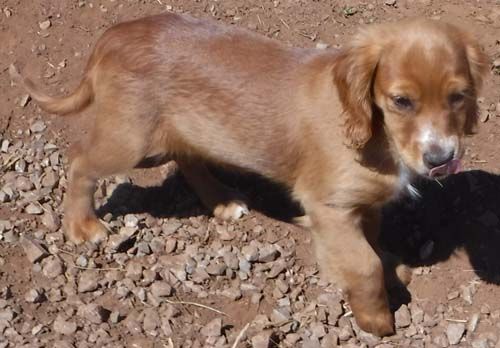 Available Adults | Dakota Sport Retrievers