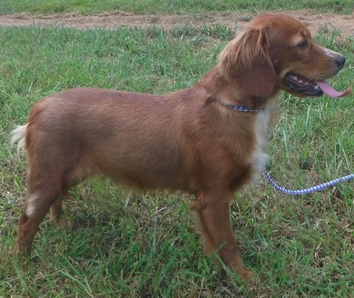 Available Adults | Dakota Sport Retrievers