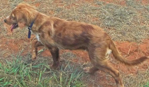 Our Females | Dakota Sport Retrievers