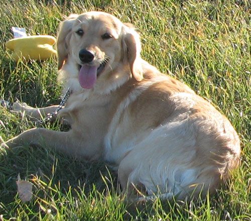 Color | Dakota Sport Retrievers