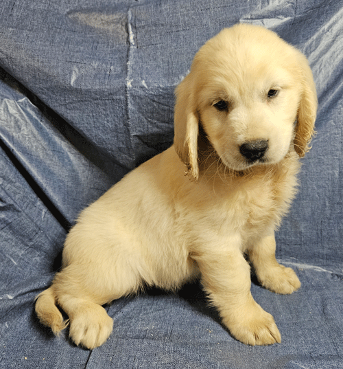 Sold Puppies | Dakota Sport Retrievers