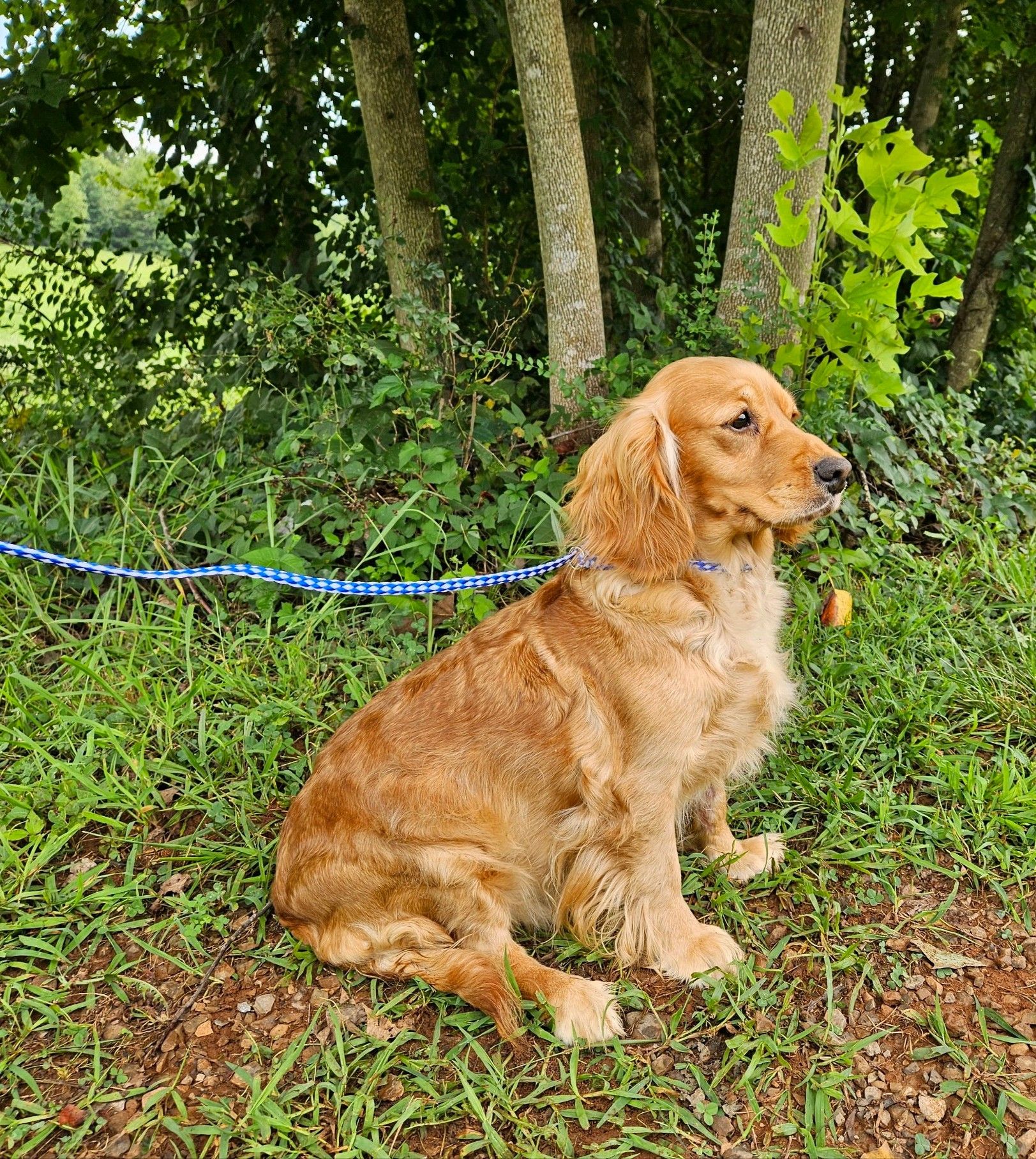 New Litters | Dakota Sport Retrievers