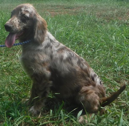 Our Females | Dakota Sport Retrievers
