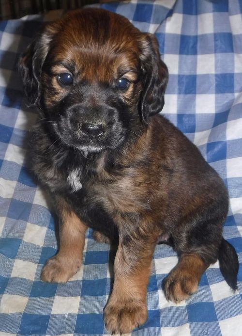 Available Adults | Dakota Sport Retrievers