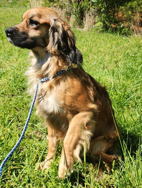 Ready To Go Now | Dakota Sport Retrievers