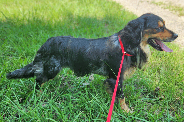 Ready To Go Now | Dakota Sport Retrievers