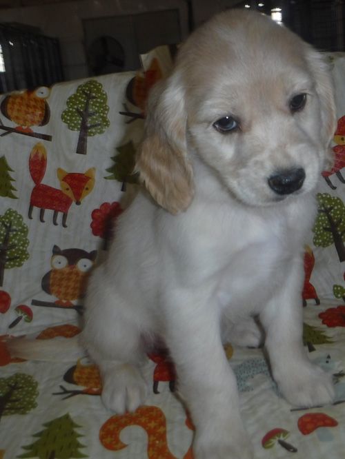 Our Females | Dakota Sport Retrievers