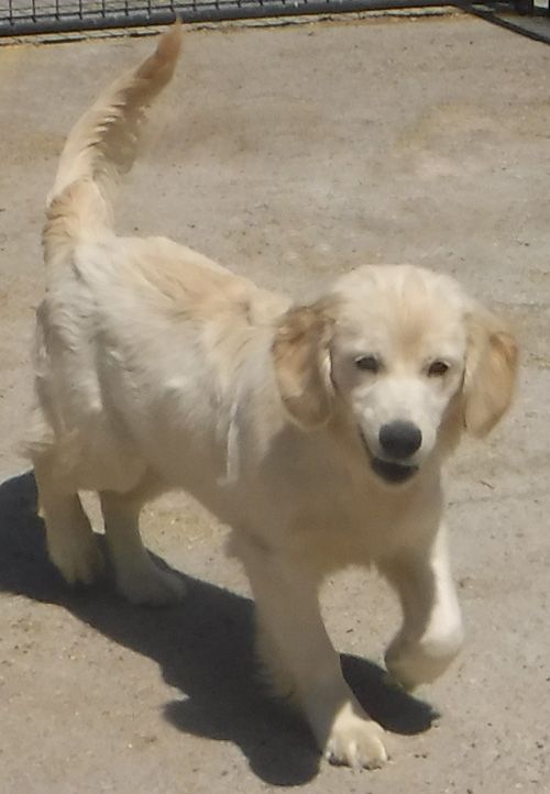 Our Females | Dakota Sport Retrievers