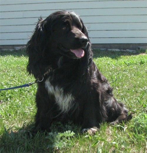 Pedigrees | Dakota Sport Retrievers