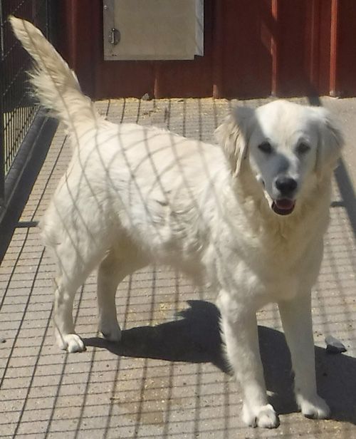 Our Females | Dakota Sport Retrievers