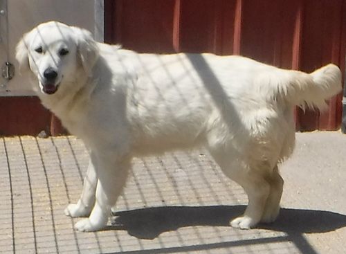 Our Females | Dakota Sport Retrievers