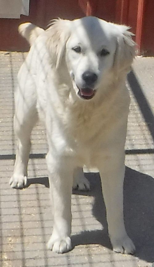 Our Females | Dakota Sport Retrievers