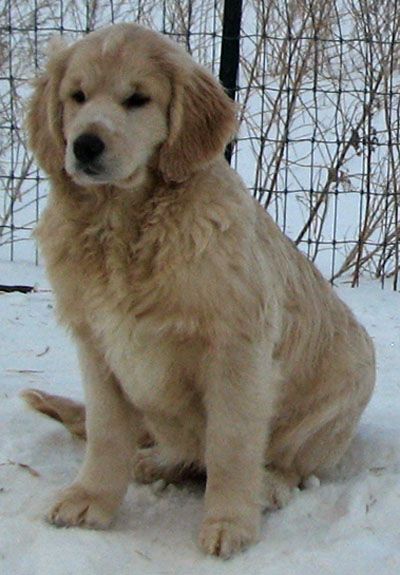 Color | Dakota Sport Retrievers