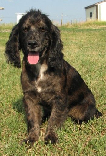 Pedigrees | Dakota Sport Retrievers