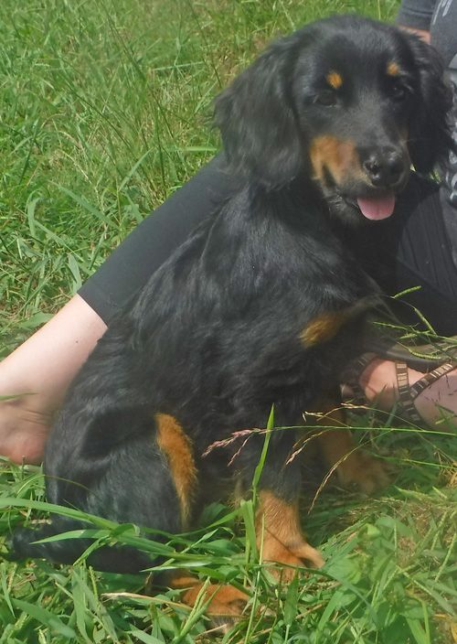 Available Adults | Dakota Sport Retrievers