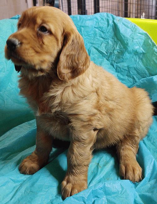 Our Males | Dakota Sport Retrievers