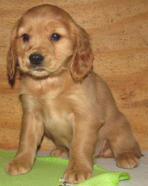 Color | Dakota Sport Retrievers