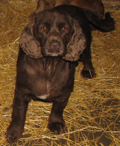 Pedigrees | Dakota Sport Retrievers
