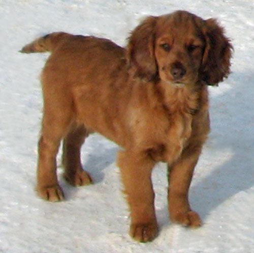Color | Dakota Sport Retrievers