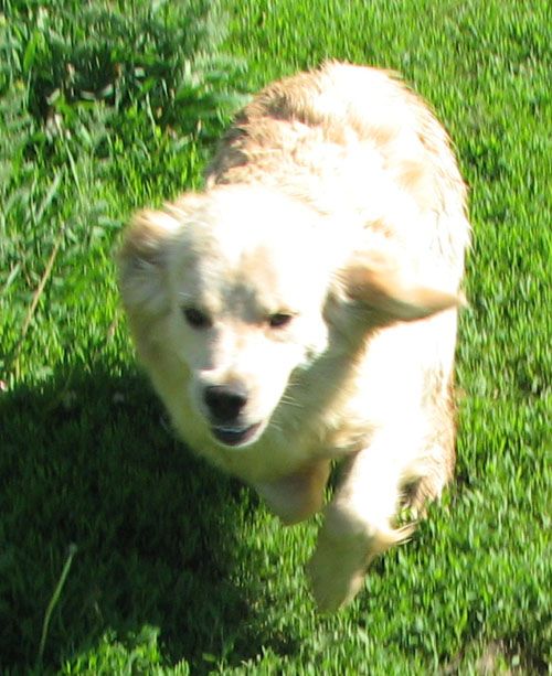 Color | Dakota Sport Retrievers