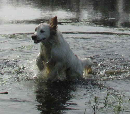 Pedigrees | Dakota Sport Retrievers