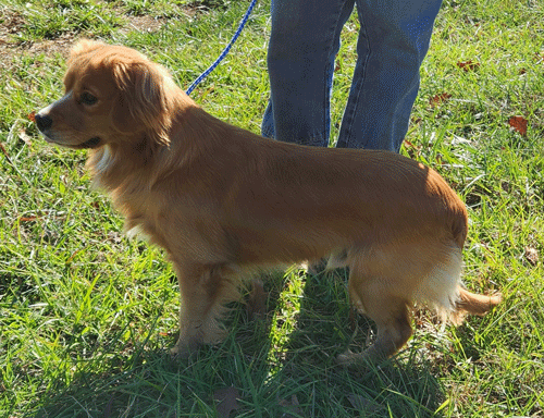 Available | Dakota Sport Retrievers