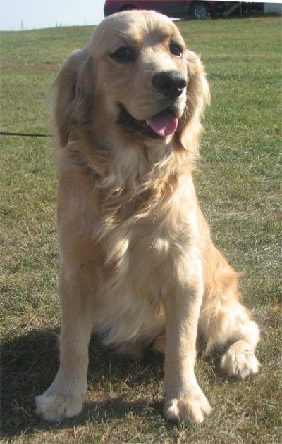 Pedigrees | Dakota Sport Retrievers