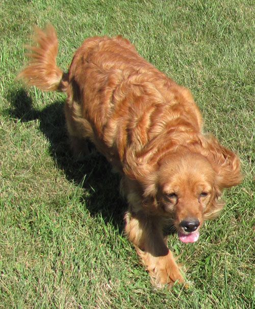 Pedigrees | Dakota Sport Retrievers