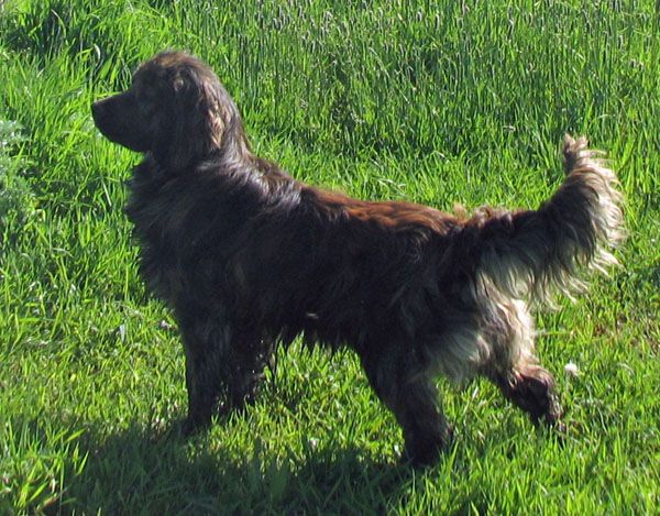 Pedigrees | Dakota Sport Retrievers