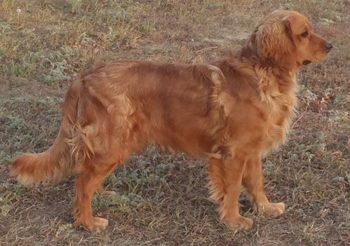 Color | Dakota Sport Retrievers