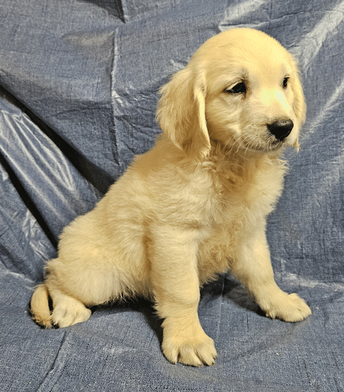 Sold Puppies | Dakota Sport Retrievers
