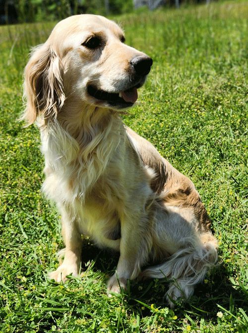 Litters On The Way | Dakota Sport Retrievers