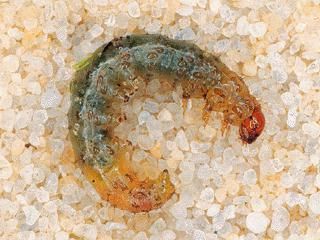 Sod Webworms - Superior Spray Service