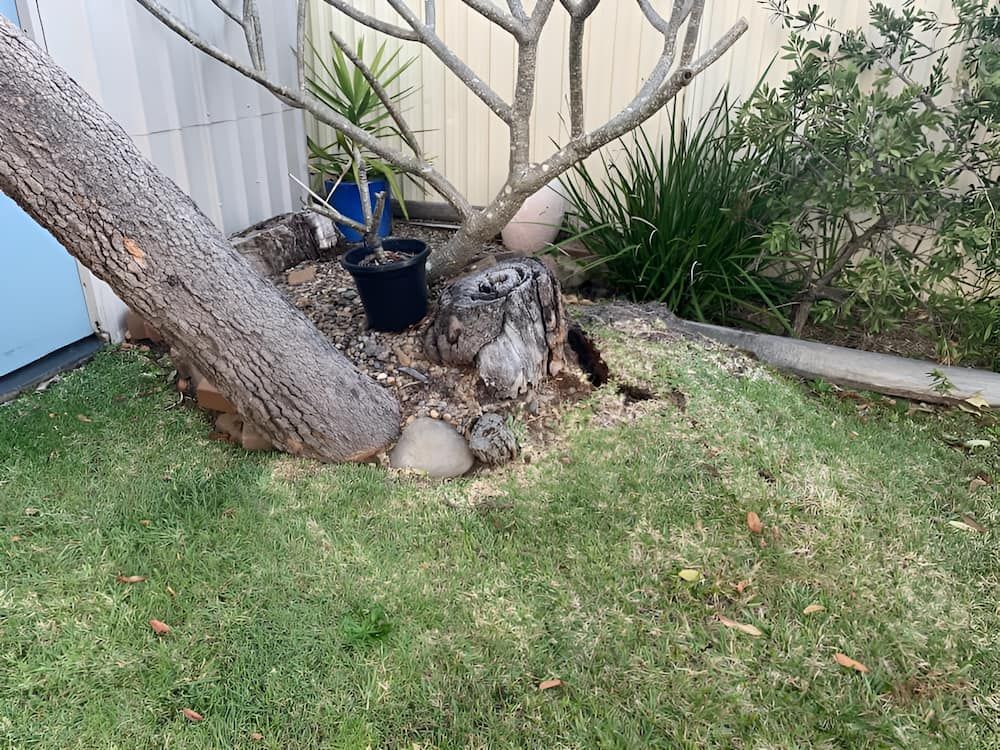All Area Tree Service | Arborist on the Central Coast