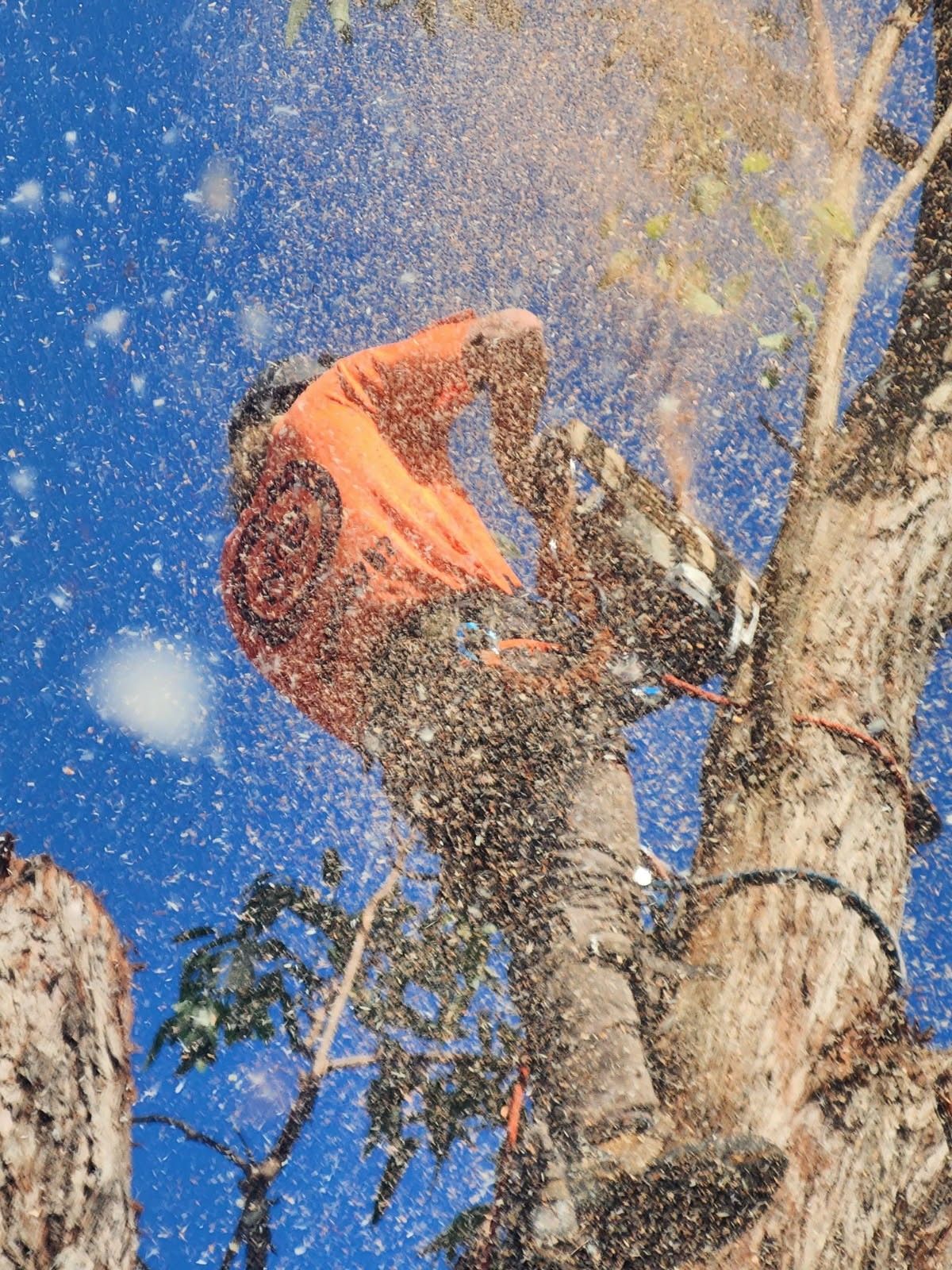 All Area Tree Service | Arborist on the Central Coast