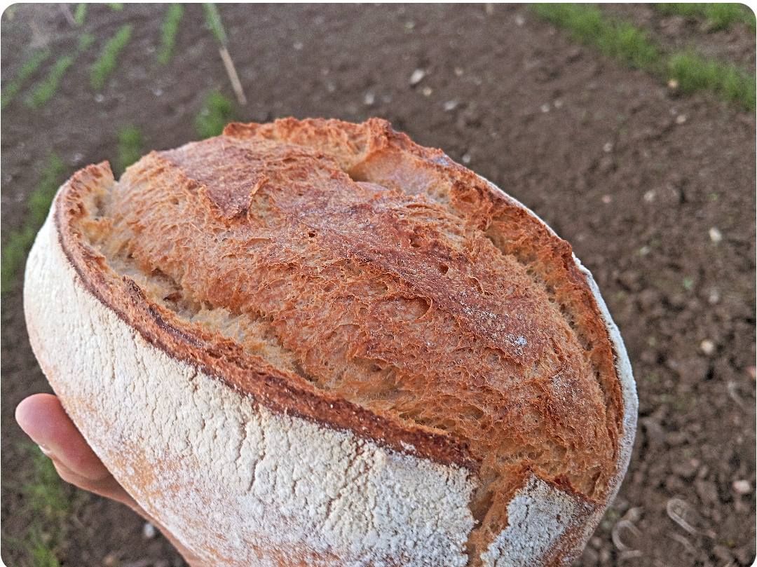 Panificio ad Aragona | Panificio Terradunci