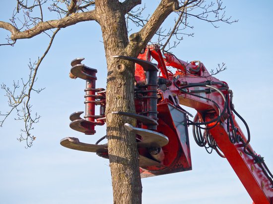 Tree Surgeon Glasgow - Local Arborist - Tree Service