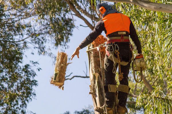 Tree lopping | Perth & WA | Leesons Tree Grinding