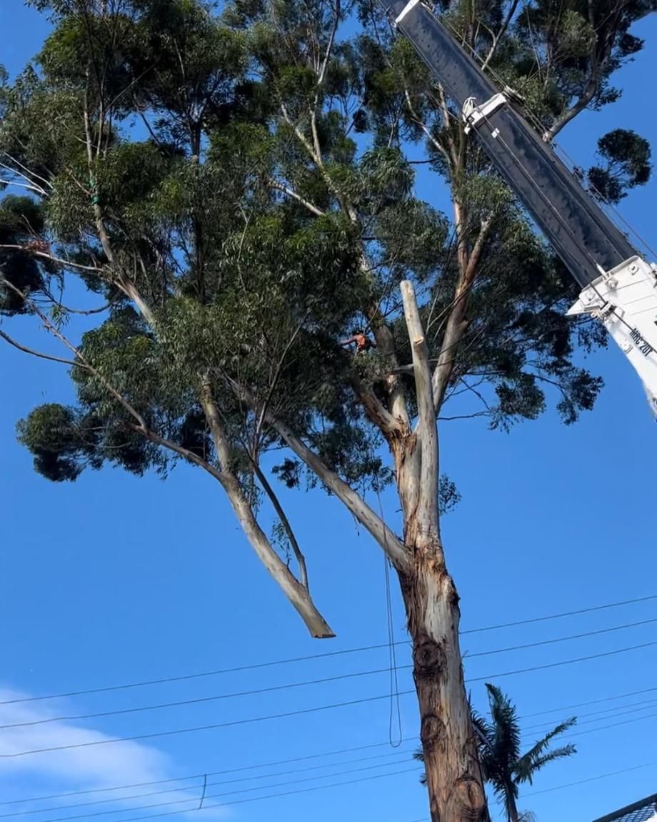 Tree Cutting Services in Woollongong | Dingo's Tree Services