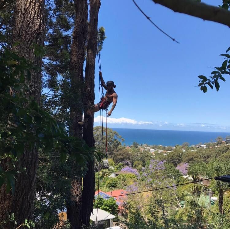 Tree Cutting Services in Woollongong | Dingo's Tree Services