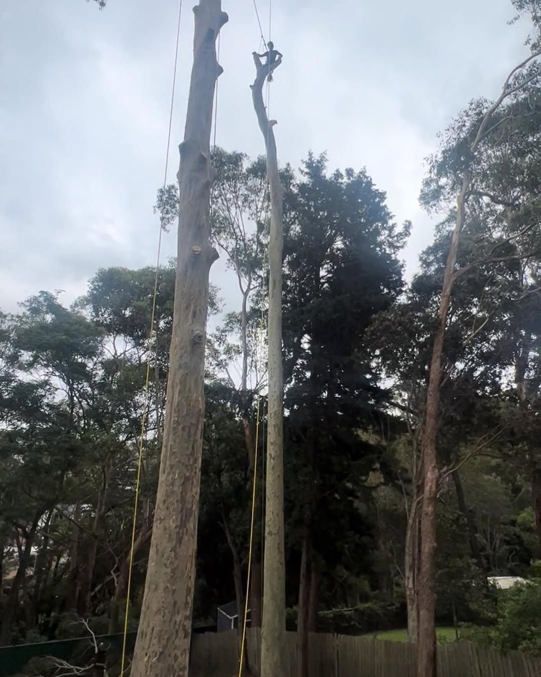 Tree Cutting Services in Woollongong | Dingo's Tree Services