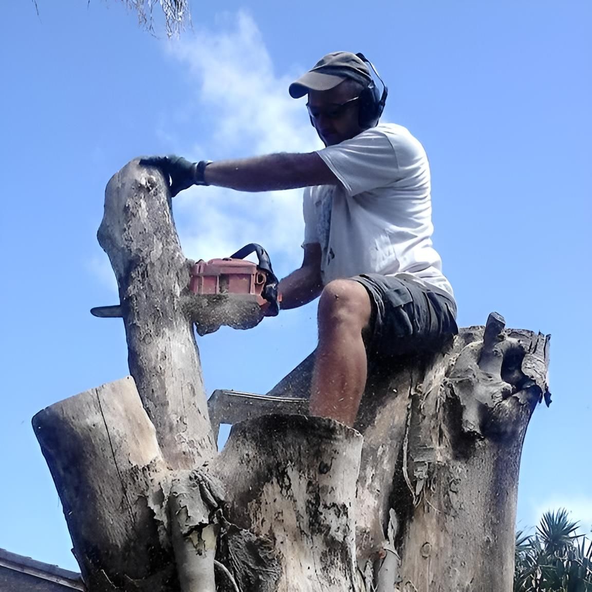 Stump Removal in Noosa | Noosa Tree Stump Removal