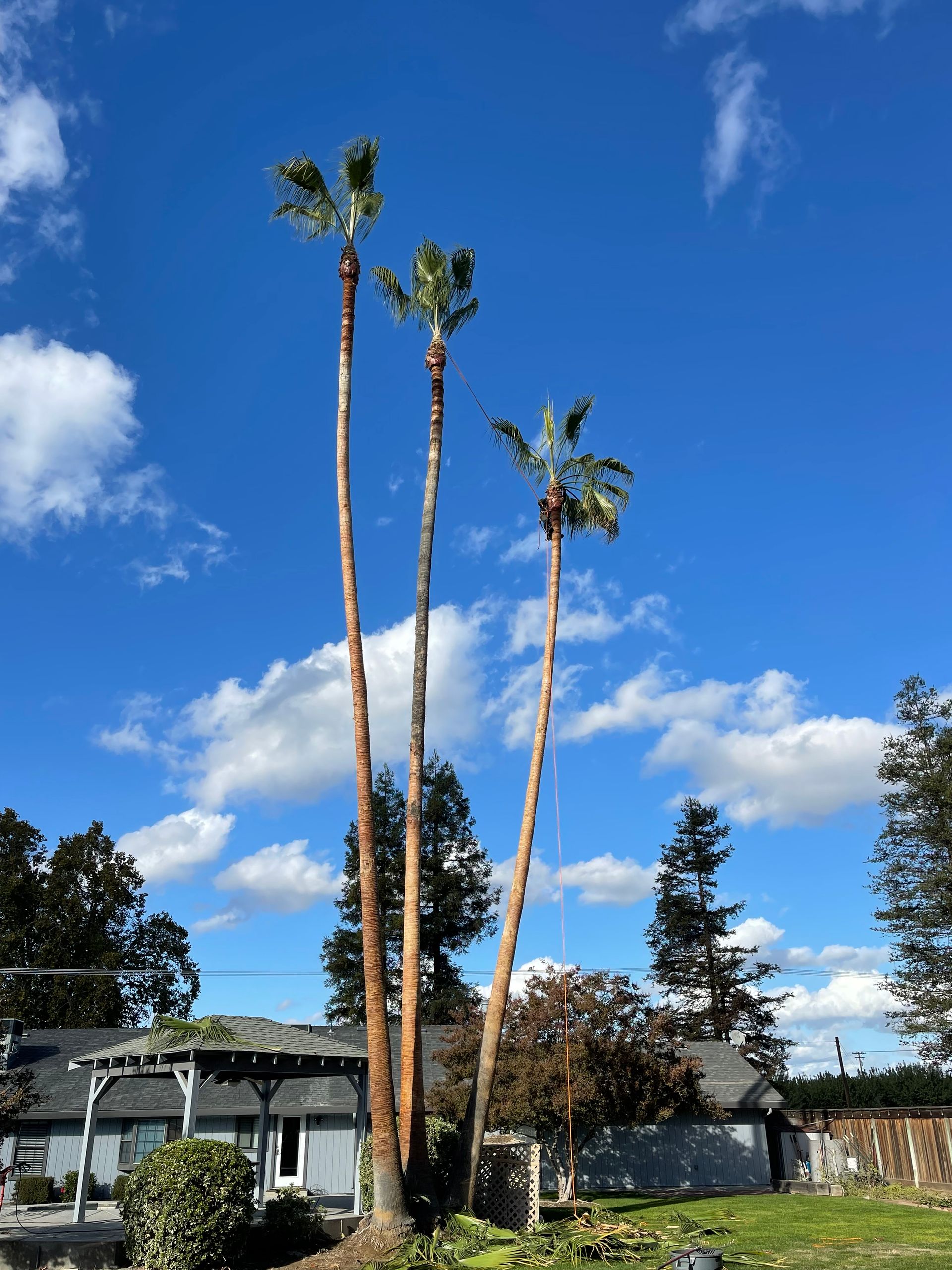 Tree Removal & Trimming | Hughson, CA | Green Valley Tree Service