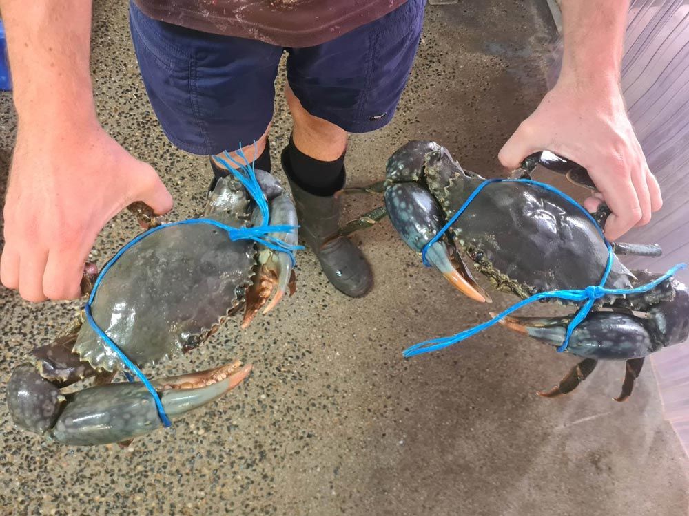 Mud Crabs in Cairns | NQ Prawn Cutlets
