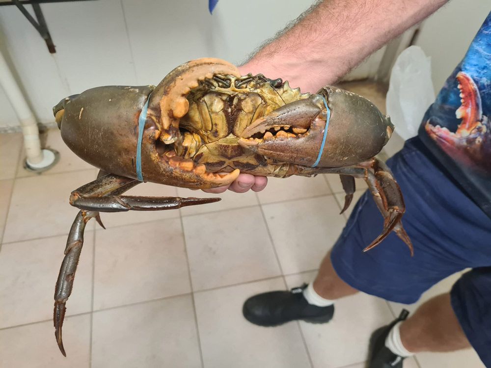 Mud Crabs in Cairns | NQ Prawn Cutlets